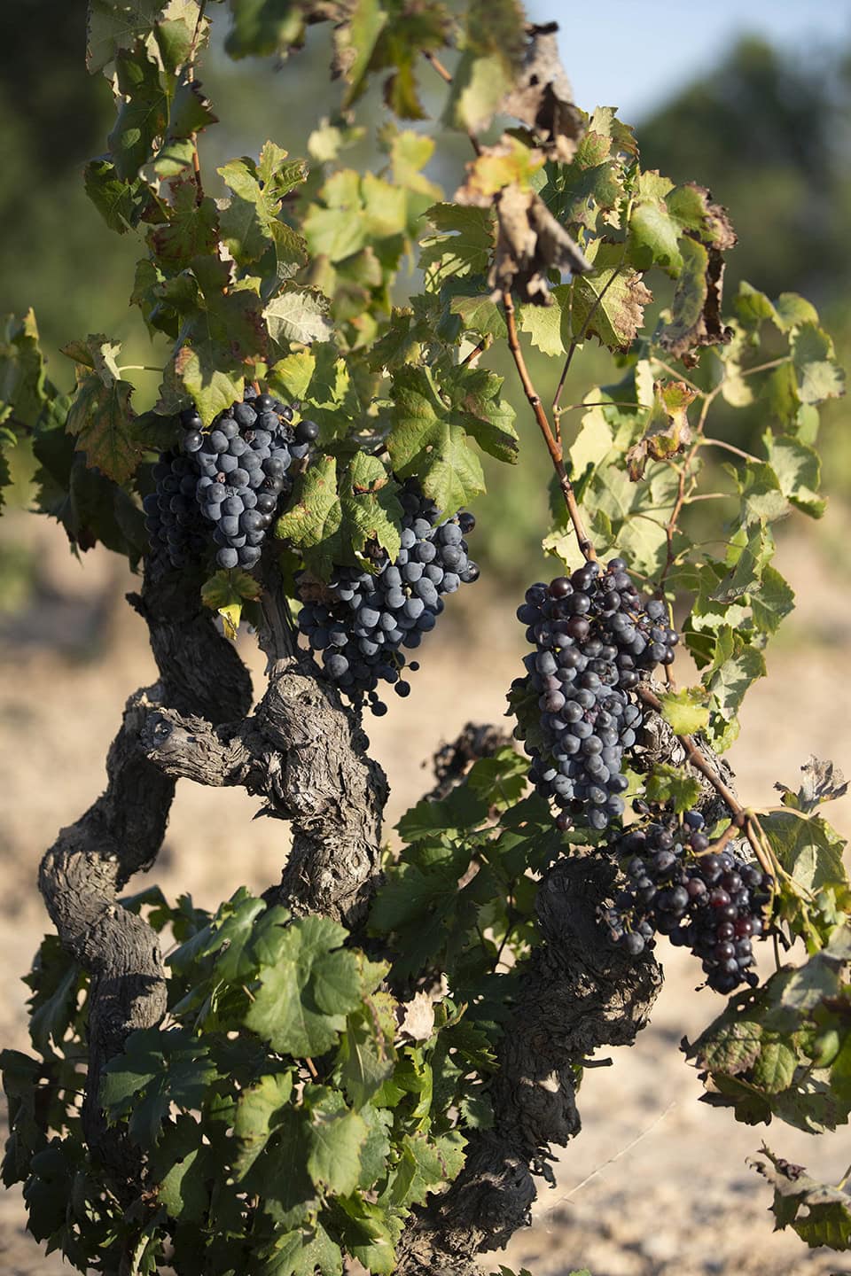 Mas de la Pansa 'Trepat' – VinoVi&Co